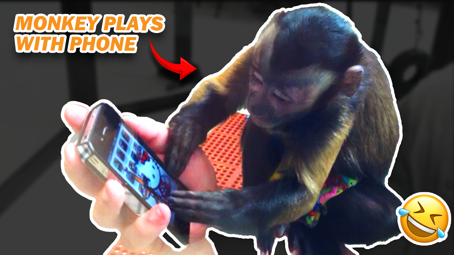 Funny Animal Video Compilation