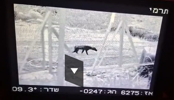 Experts thrilled as trail cameras capture footage of feisty creature in ...