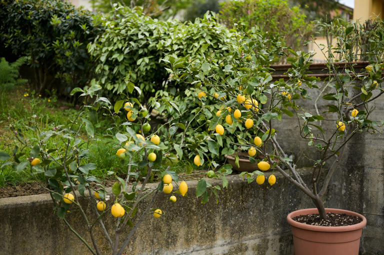 Lemon tree pest you'll definitely face if your neighbour's tree is infested
