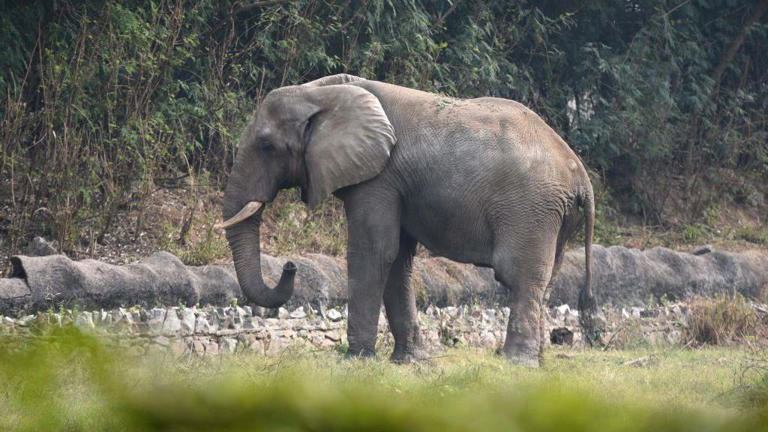 The lonely life and death of Delhi's only African elephant