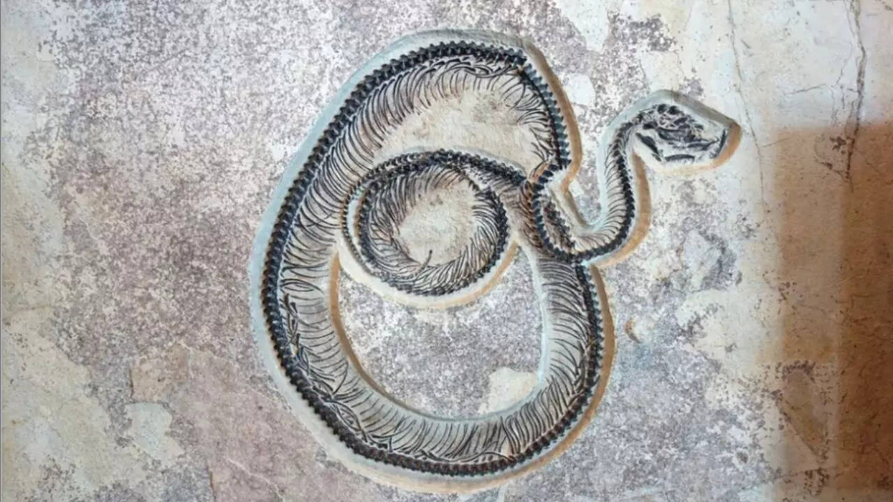 Titanoboa V/s Vasuki Indicus: Which is the largest snake that ever ...