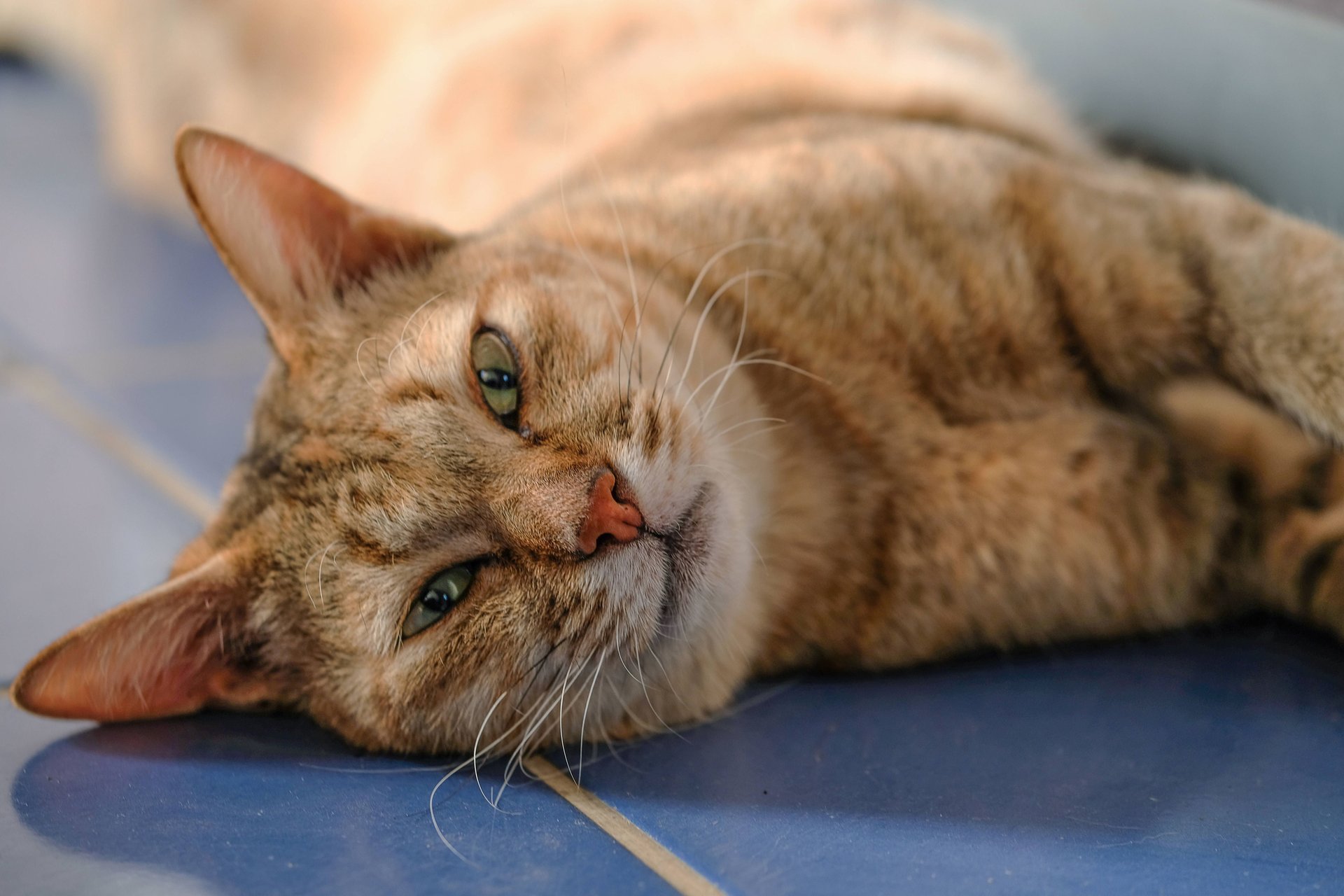 Expertin erklärt: Darum lieben Katzen Vierecke und Betonfliesen