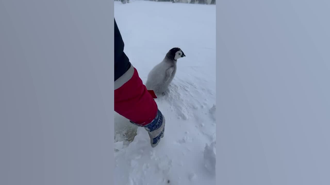 Stranded penguin chick safely returned to parent by polar explorer