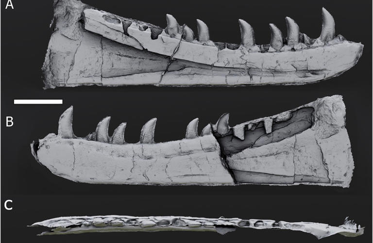 Scientists identify oldest large dinosaur predator from Welsh fossil ...