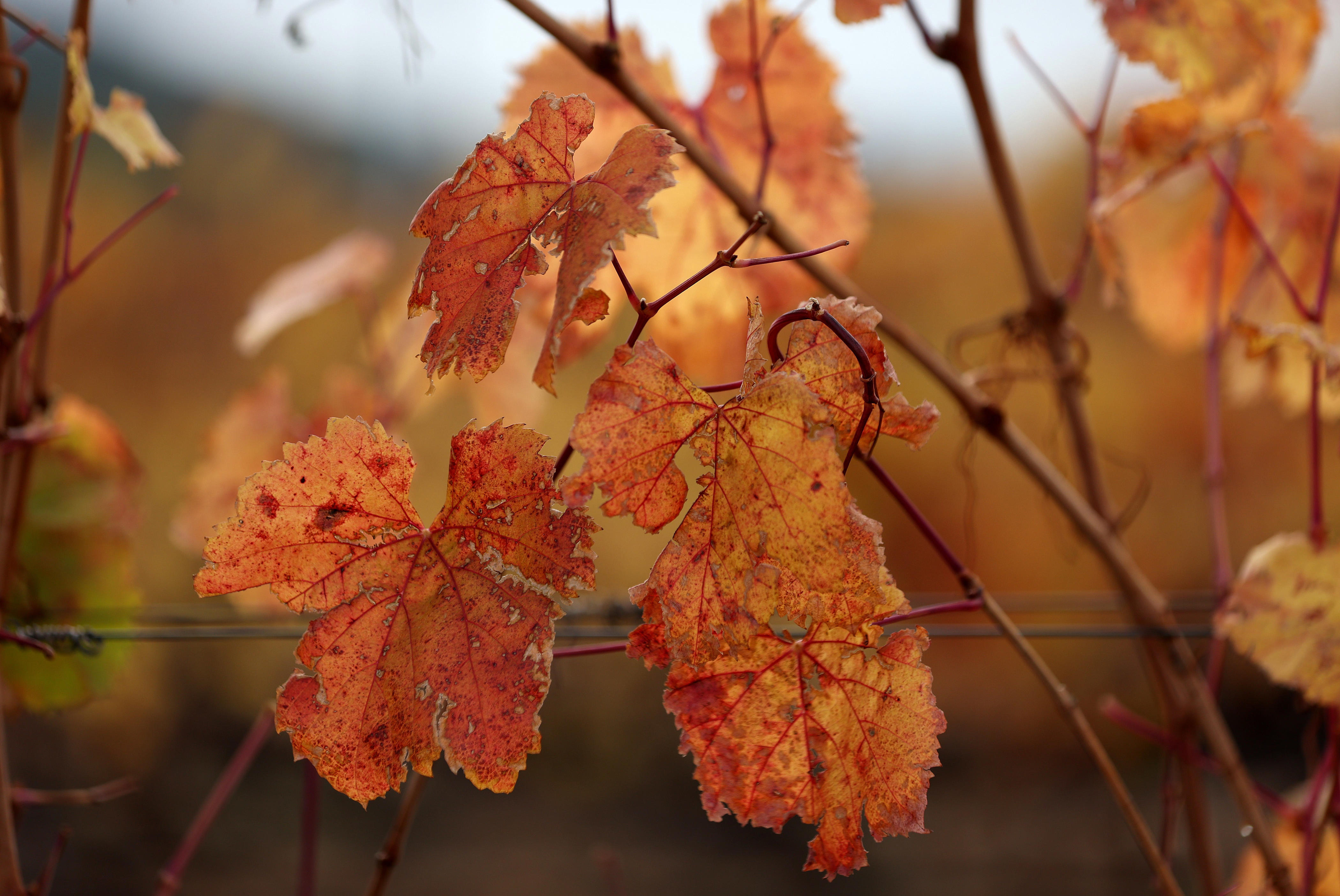 Spectacular fall foliage is just a flight away from Daytona Beach airport