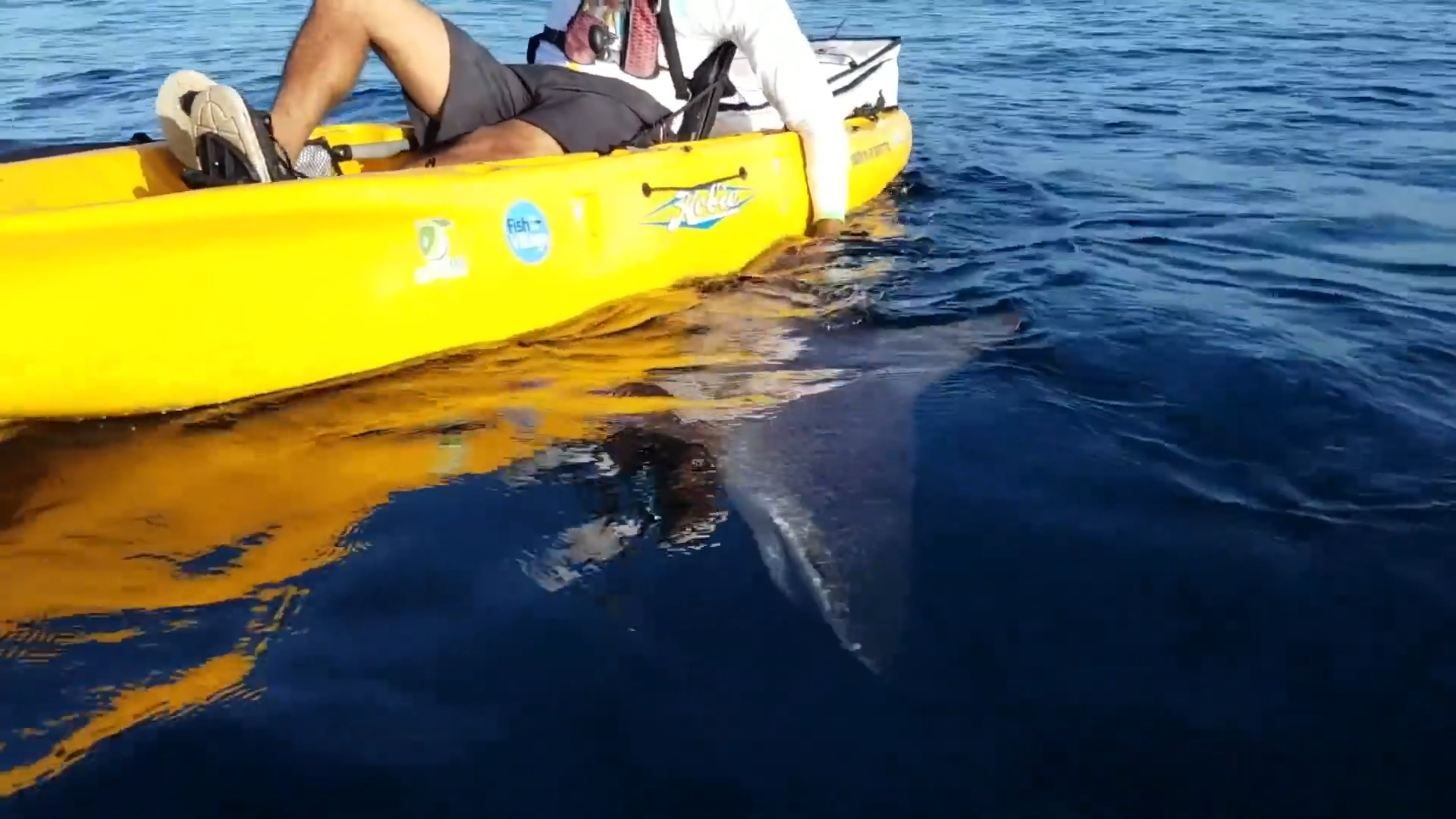 Shark Drags Kayak Fisherman 30 Miles Into The Open Ocean