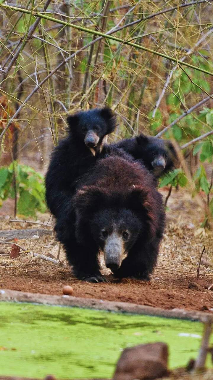 10 national parks and sanctuaries in India famous for bears