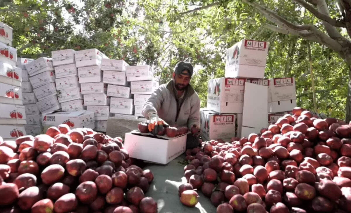 Himachal Pradesh's Apple Season Thrives Despite Monsoon Challenges
