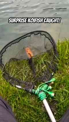 Surprise Koi Fish Caught!!
