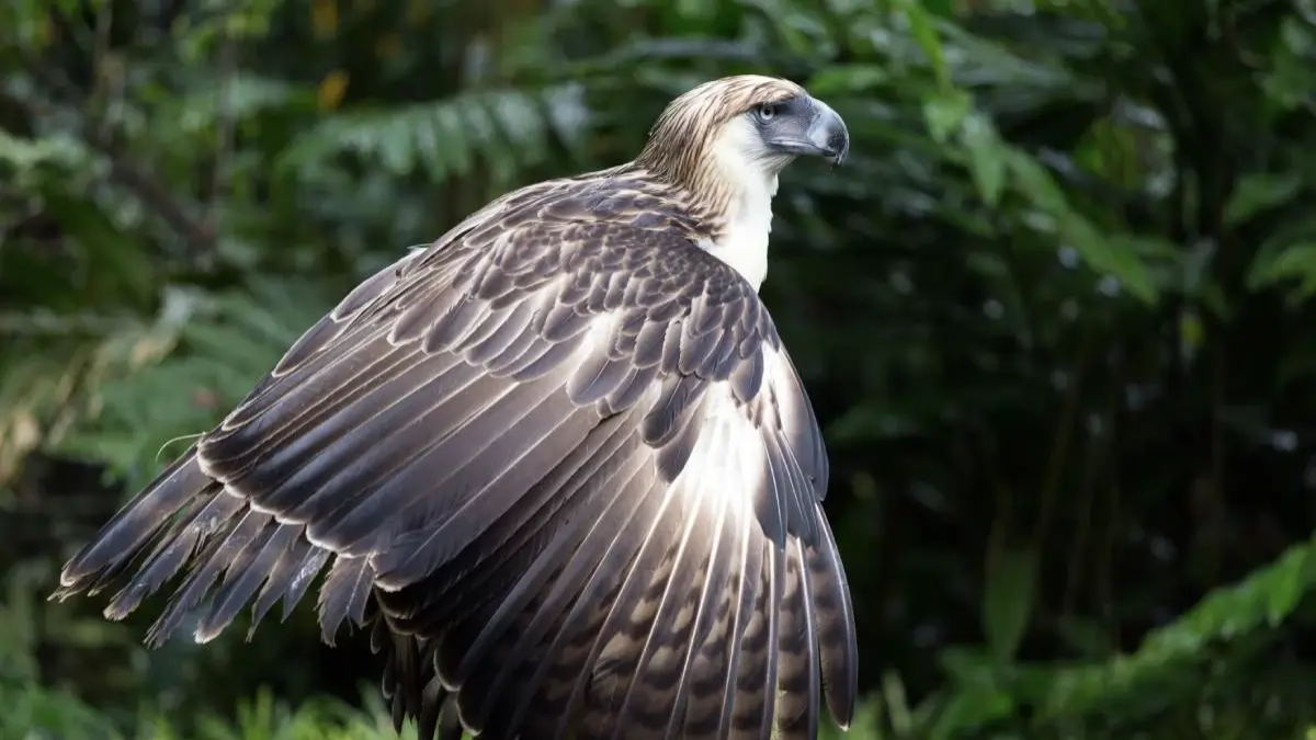 List of 9 Biggest Eagles in the World