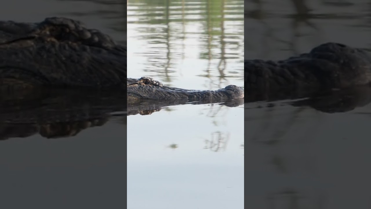 A Giant Alligator Swam Right Up to My Kayak