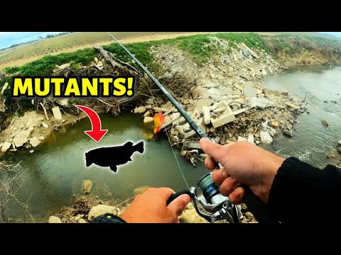 Fattest Fish Caught in Sketchy Farm Ditch Birthday Trip