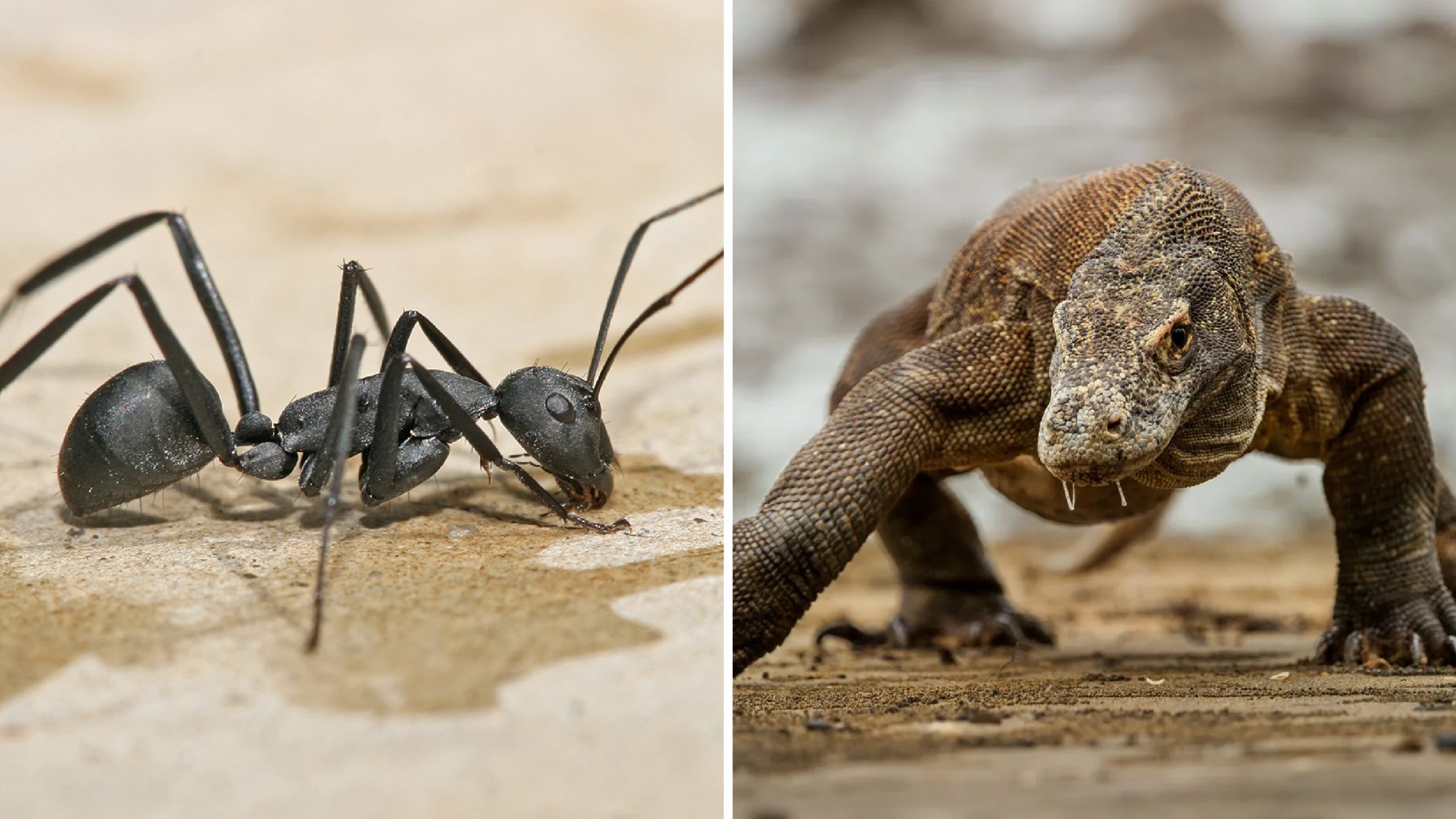 Little-known facts about animals and their hidden abilities