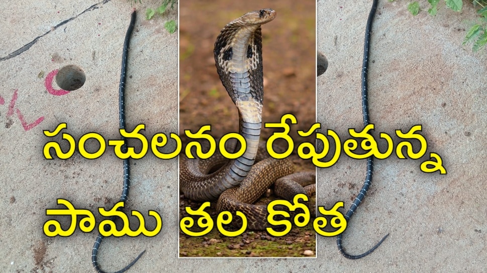 Snake Head Cut: పాము తలను కొరికిన వ్యక్తి.. మంచంపై పెట్టుకుని తాపీగా ...