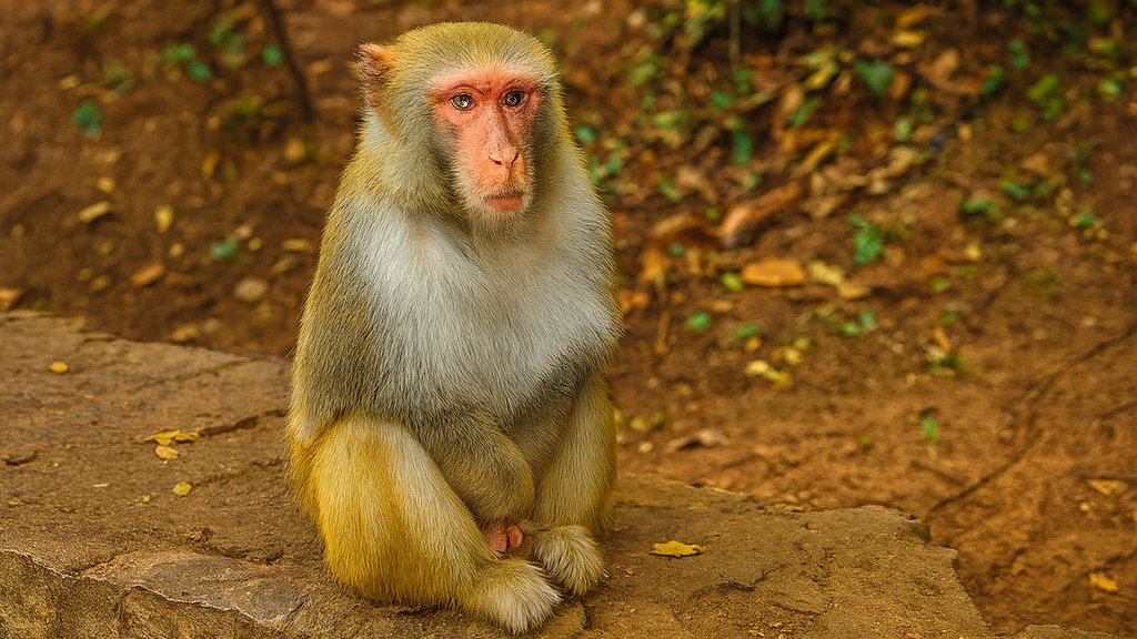 Gentle Moment of a Shy Monkey