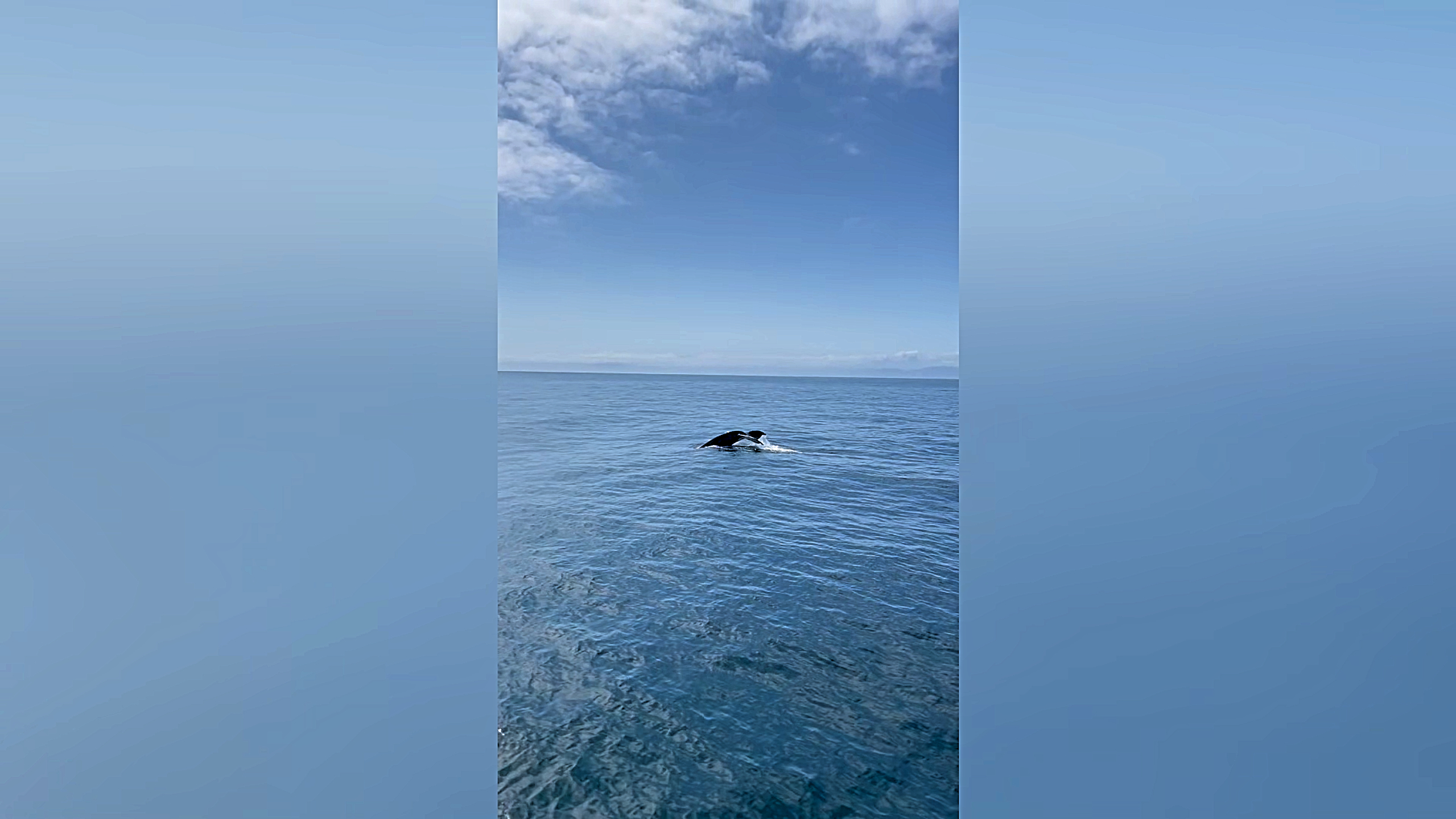 Playful Blue Whale Spotted in the Middle of the Ocean