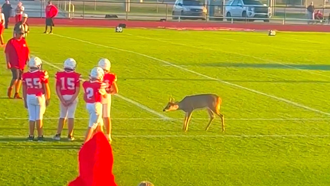 Deer interrupts football game in Oklahoma