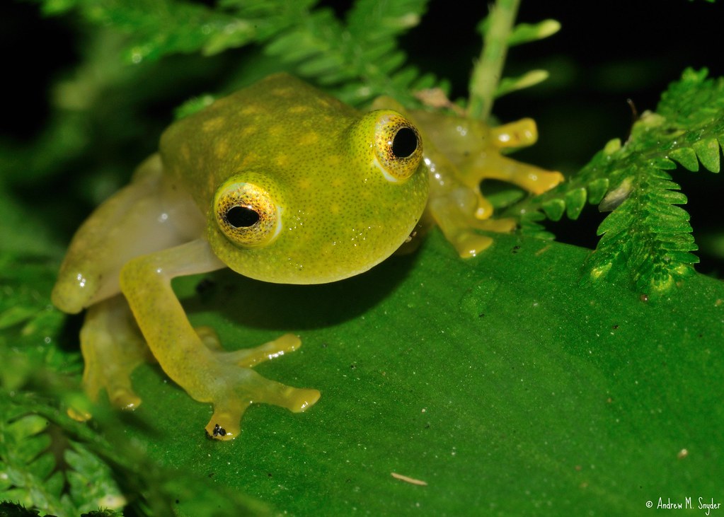 The Silent Disappearance of Amphibians Across the Globe