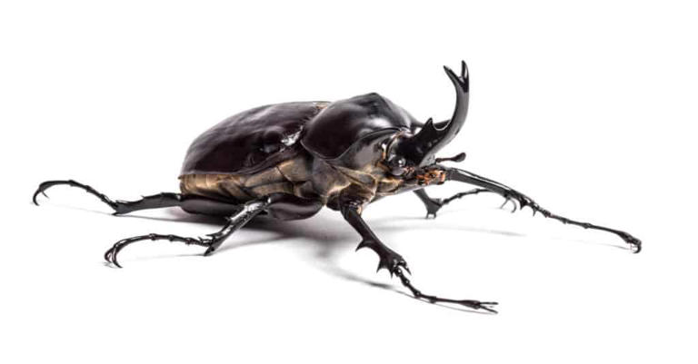 The 10 Largest Beetles in the World