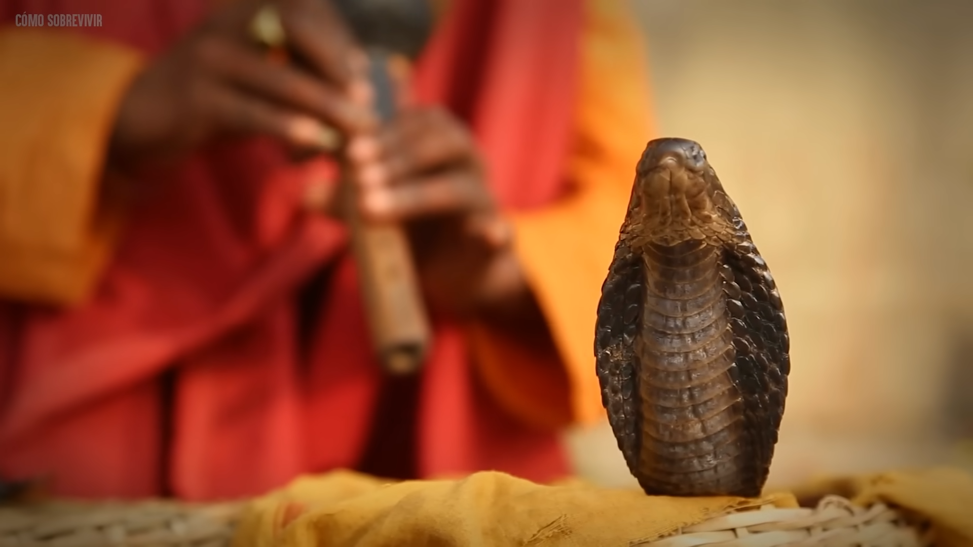 Ataques INESPERADOS y letales de serpientes; La tragedia de Jamie Coots