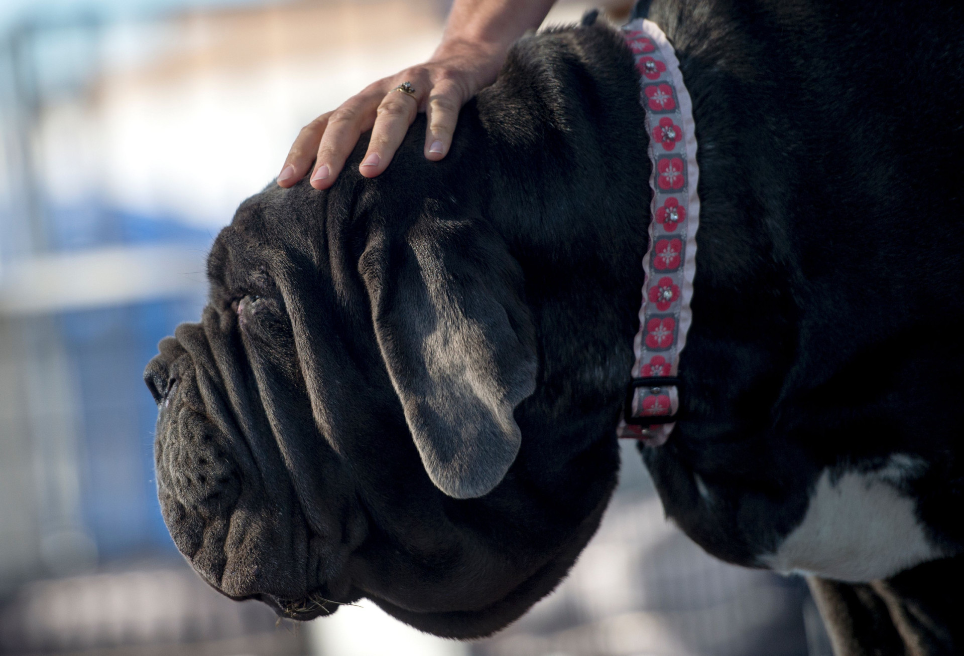 Dog breeds with seriously bizarre features