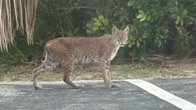 ‘Do not approach’: Central Florida town issues safety advisory after ...