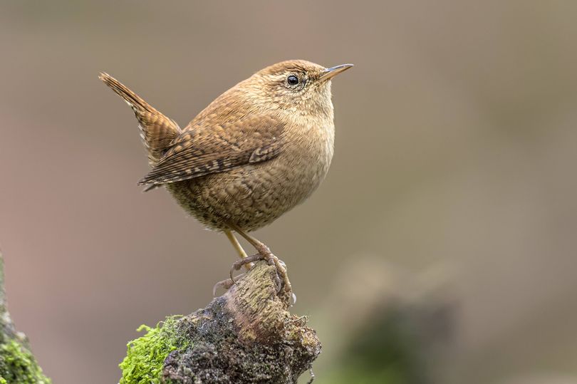 Wrens are 'easy' to attract to gardens - key advice to help them thrive ...