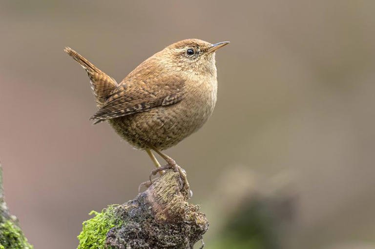 Wrens are 'easy' to attract to gardens - key advice to help them thrive ...
