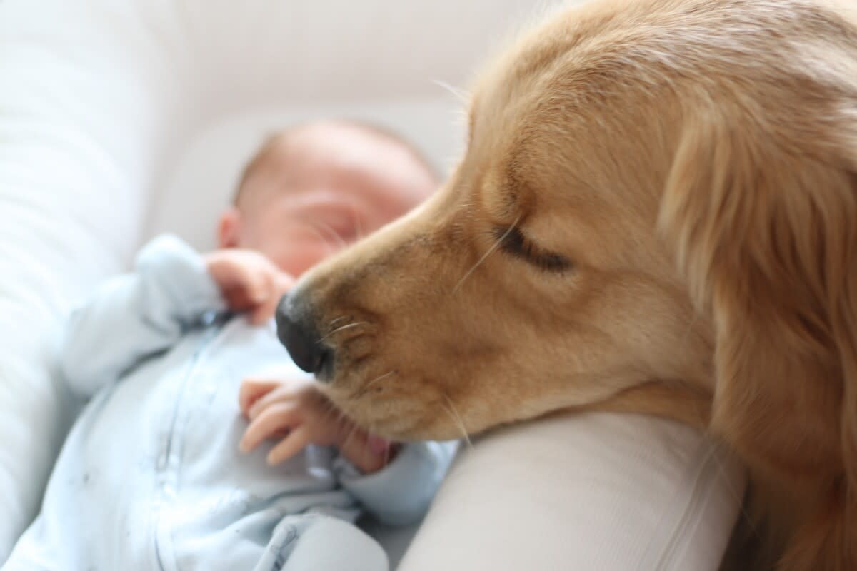 Precious Golden Retriever Refusing To Leave Tiny Human Sibling’s Side ...