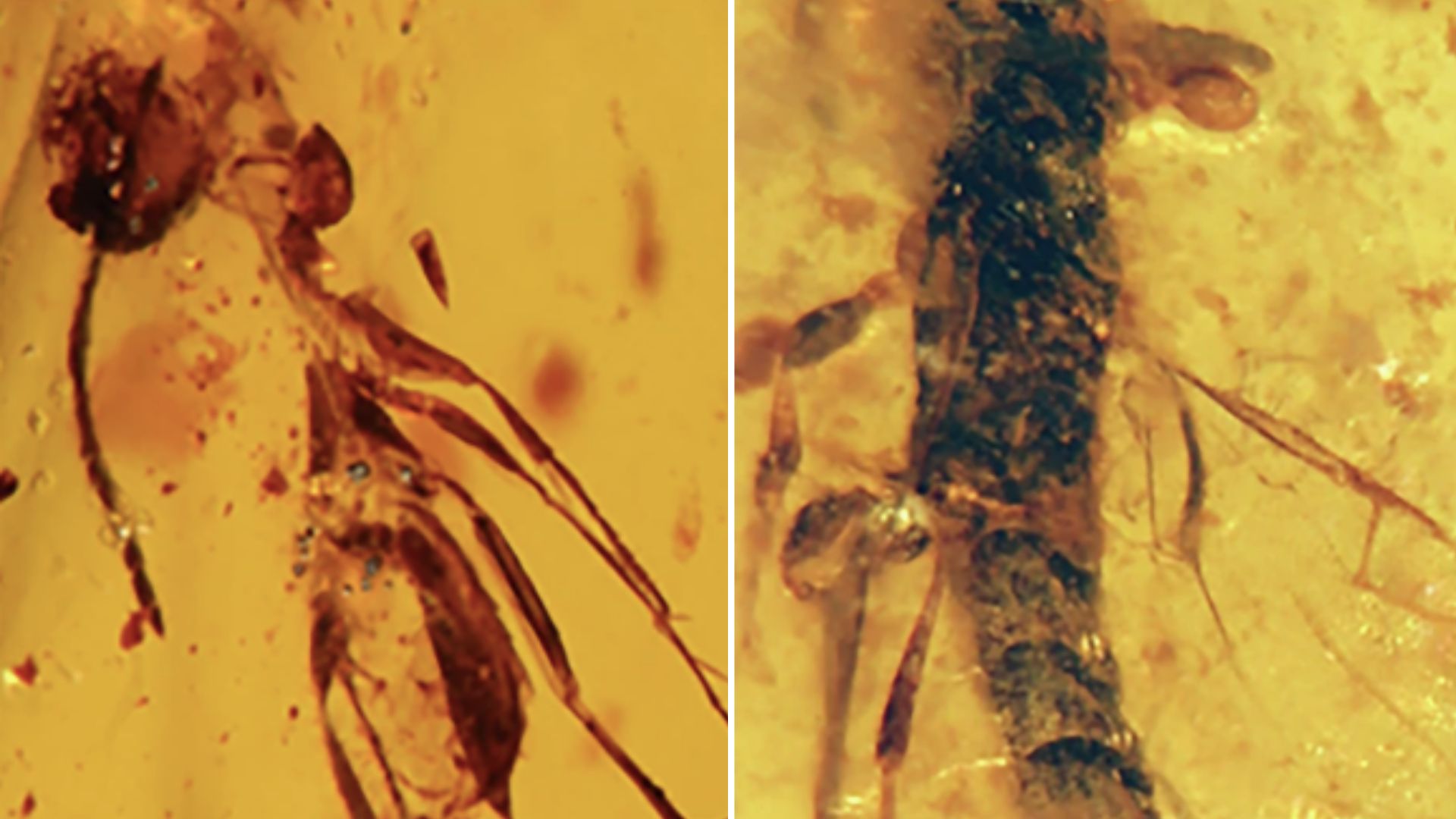 Dinosaur-era amber reveals 112-million-year-old ecosystem of ancient Amazon