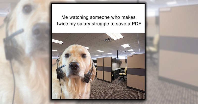 Laugh at These Animals Who Perfectly Describe the Existential Crisis of ...