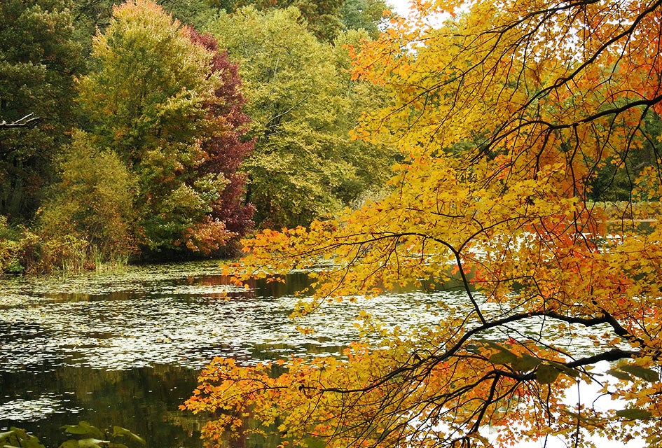 Spectacular 2025 Fall Foliage Viewing Spots in Westchester and the ...