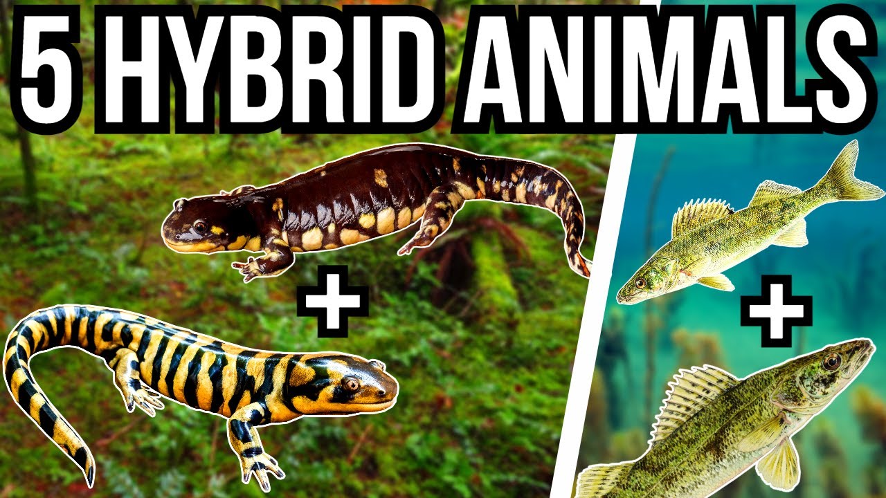 5 Strange Hybrid Animals From Around The World That Will Leave You ...