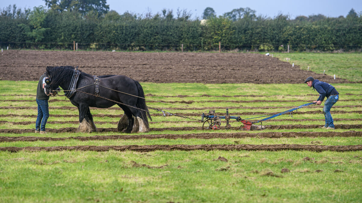 Colm O'Regan: From cow-tipping to fashion shows - I've seen it all at ...