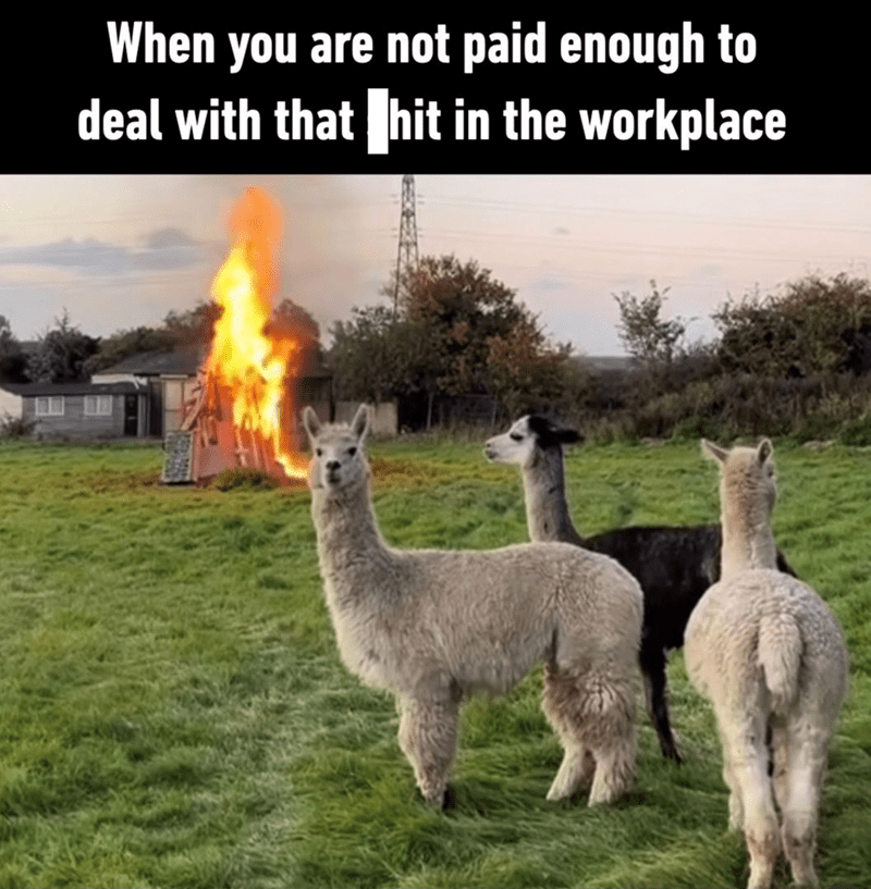 Laugh at These Animals Who Perfectly Describe the Existential Crisis of ...