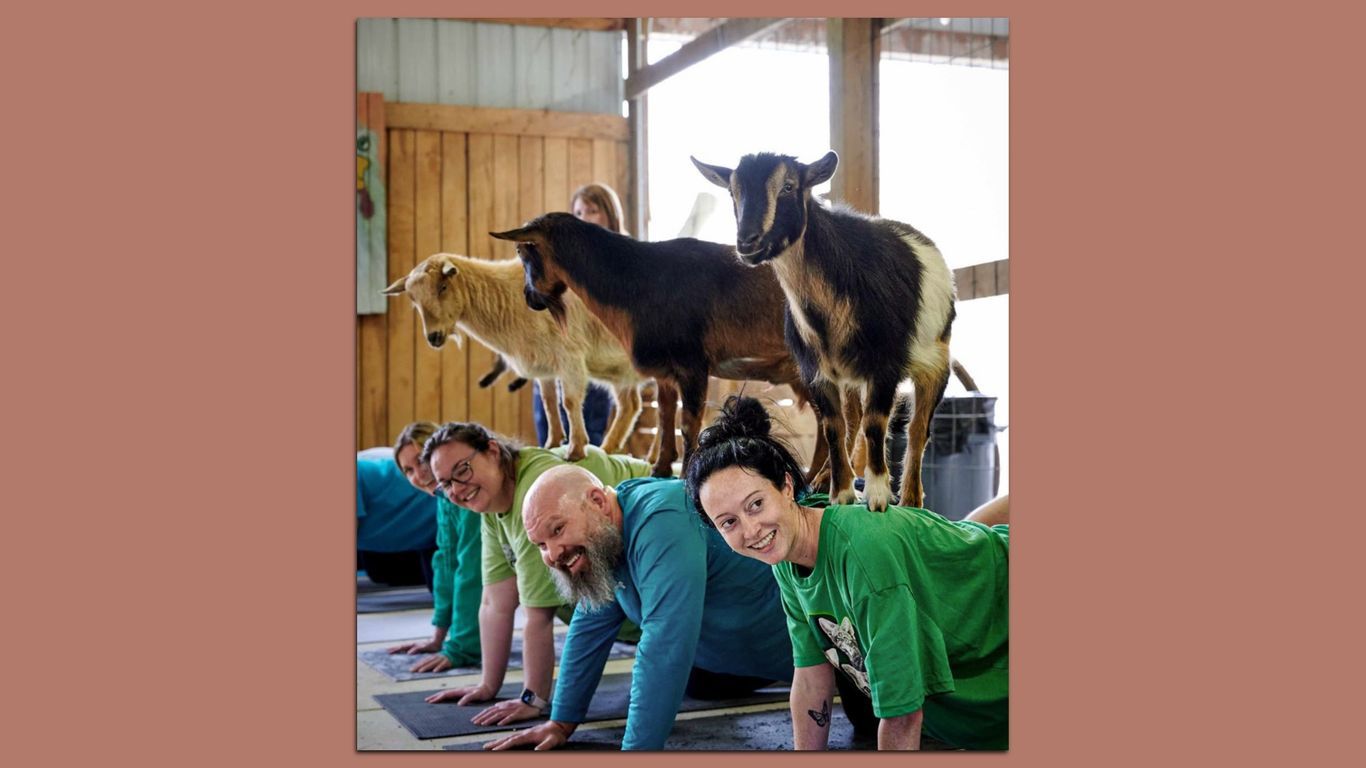 Goat yoga world record attempt coming to Richmond this weekend
