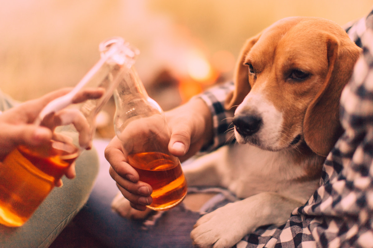 75 Dog Names for Beer Lovers That Are Brew-tifuly Clever