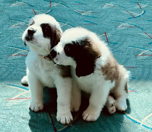 Timberline Lodge at Mount Hood adopts 2 St. Bernard puppies as mascots