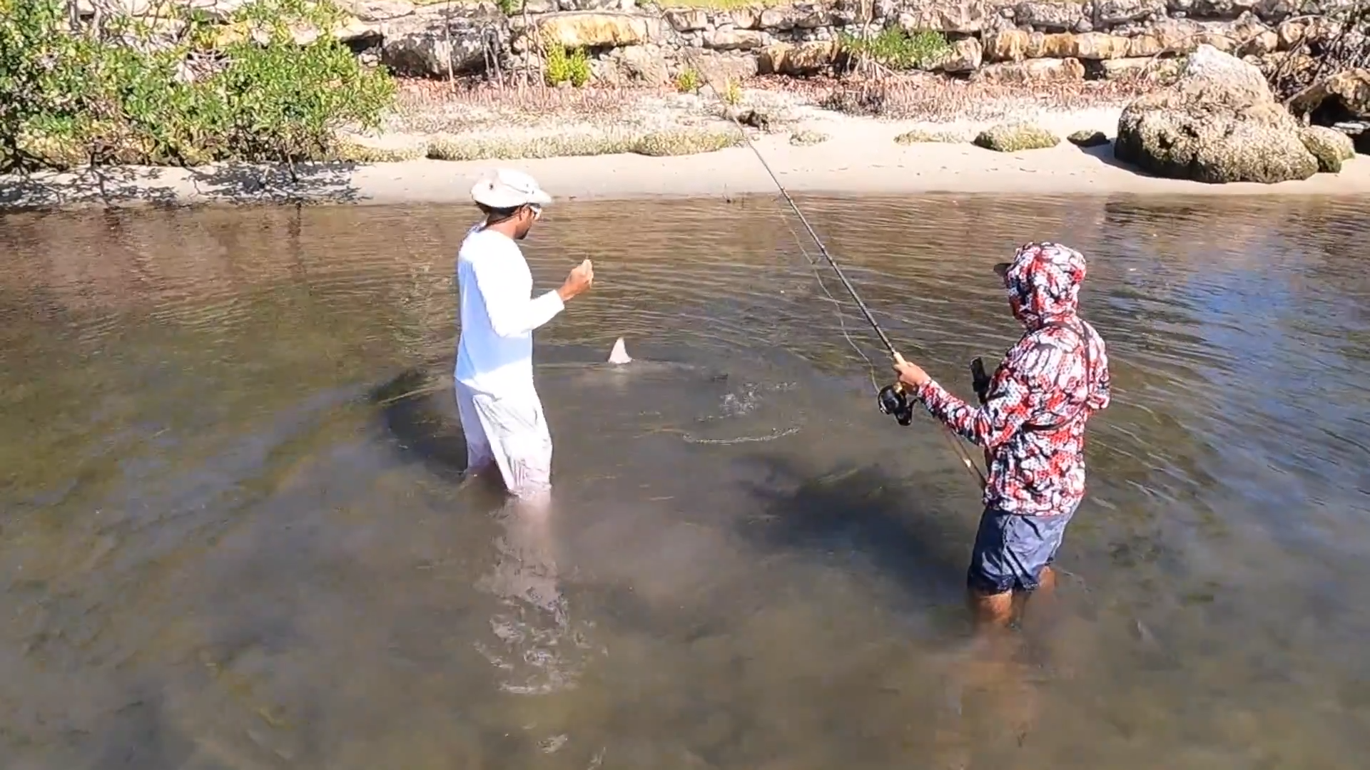 Sharks Hunt In Just 1 Foot Of Water While We Were Fishing