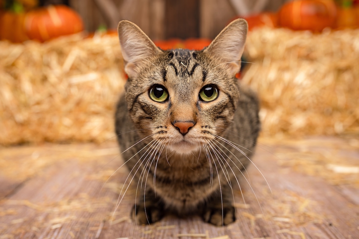 We love this blind cat's adorable faces on TikTok