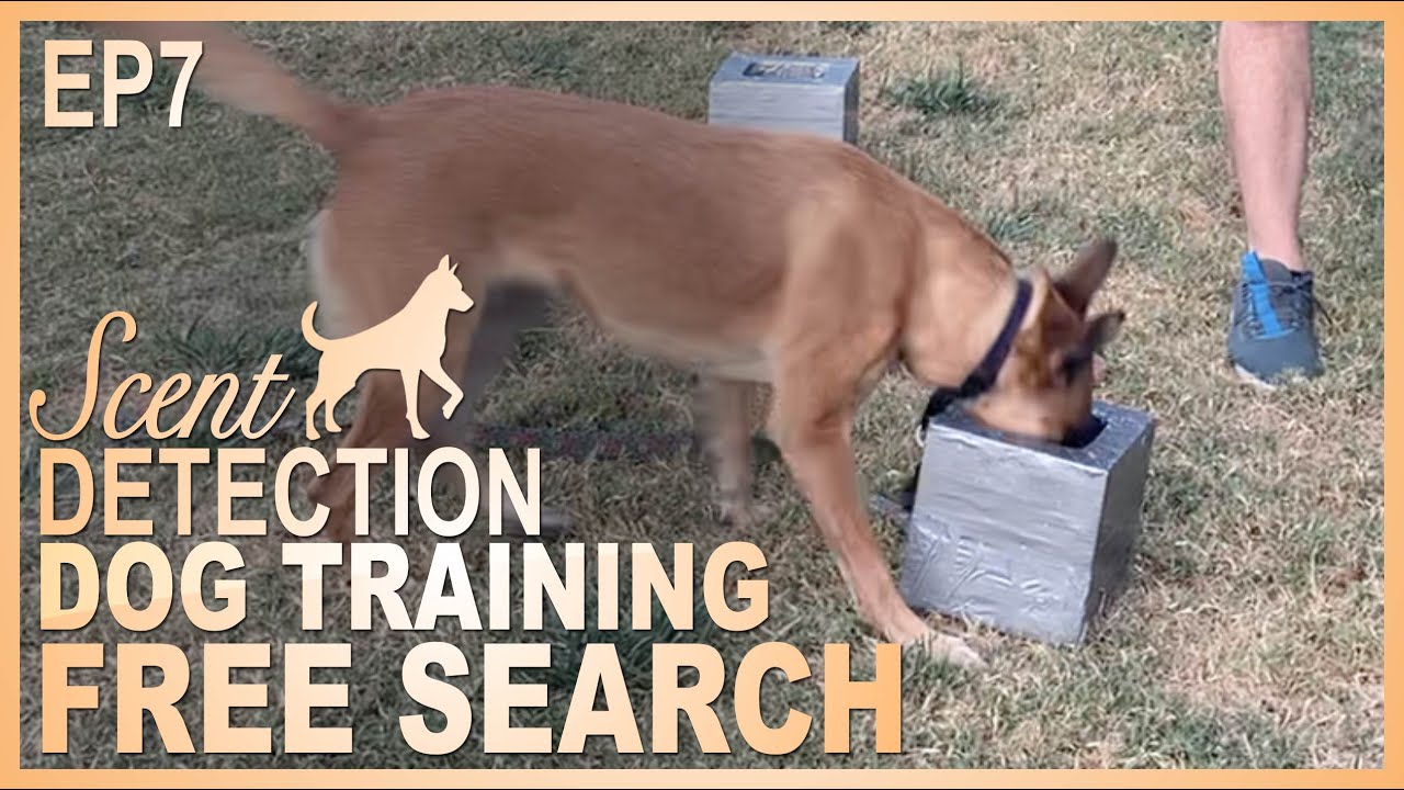 Scent Detection Training: How to Get Dogs Searching Alone