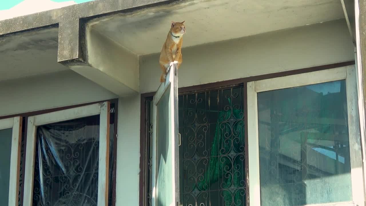 Gravity-Defying Cat Balancing on a Window High above the Traffic in ...