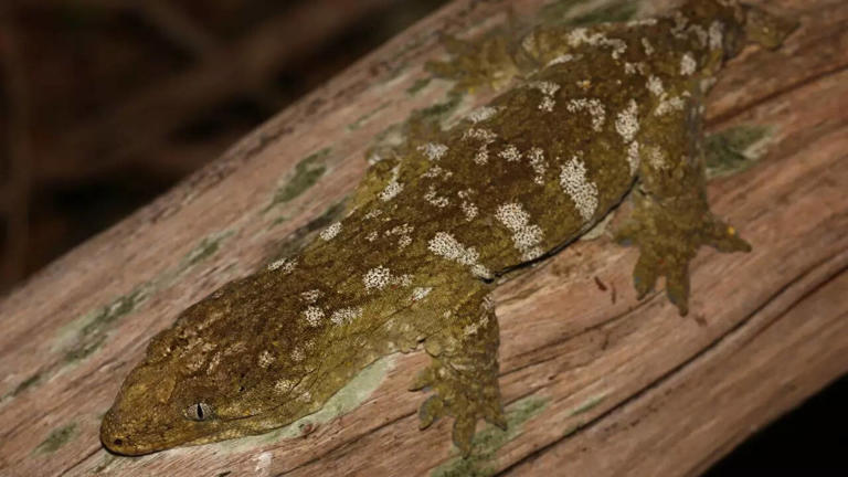 World’s largest gecko: Discover the behaviour, habitat, and more about ...
