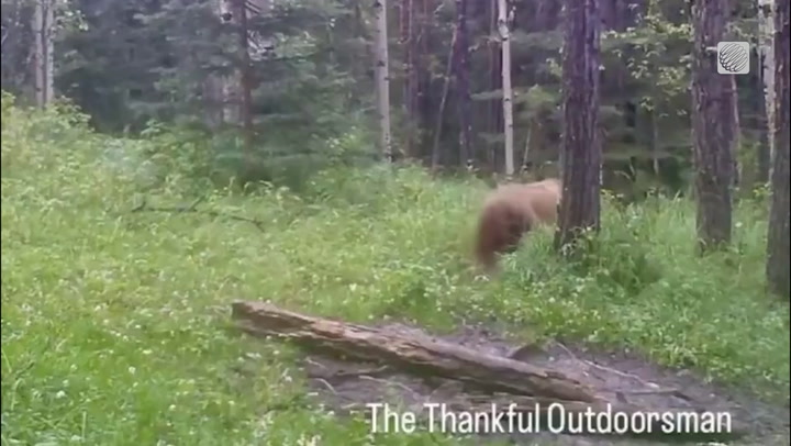 Mama bear trundles after her cub as they travel through the forest