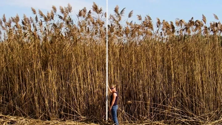 This tall, invasive plant is crowding out native species in S. Ontario