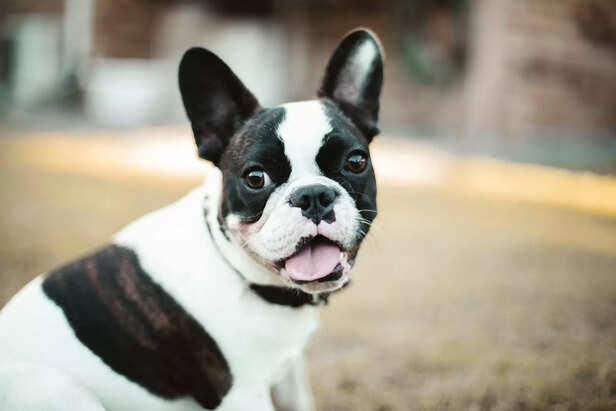 Why Foreign Dog Breeds Are Replacing Indian Ones - And Why It Matters