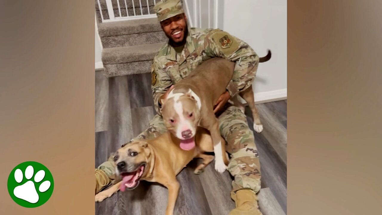 Soldier is reunited with beloved dogs and their joy is absolutely ...