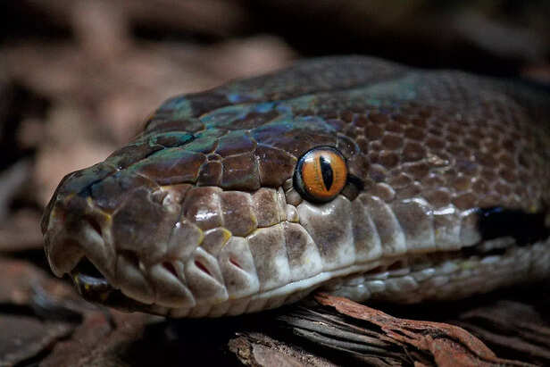 When Snakes Attack: 3 Species Known to Eat Humans