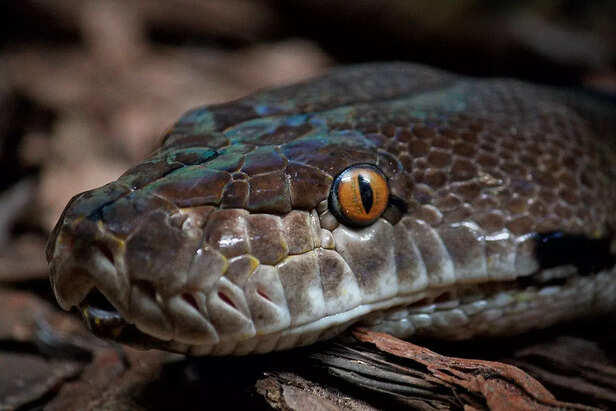 When Snakes Attack: 3 Species Known to Eat Humans