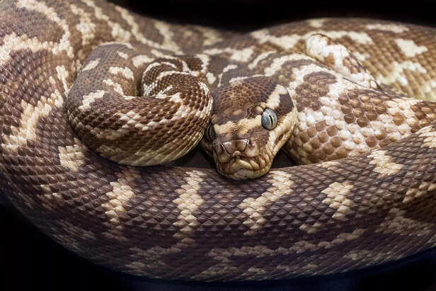 When Snakes Attack: 3 Species Known to Eat Humans
